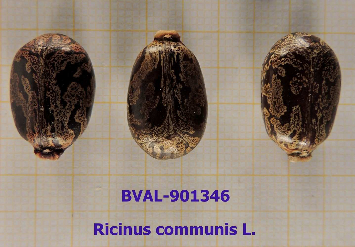 BVAL-901346 Rizinus Elita - AGES Genbank